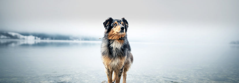 FAQs – YuMOVE ADVANCE 360